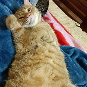 Windows Model loading failed - Microsoft Q&A